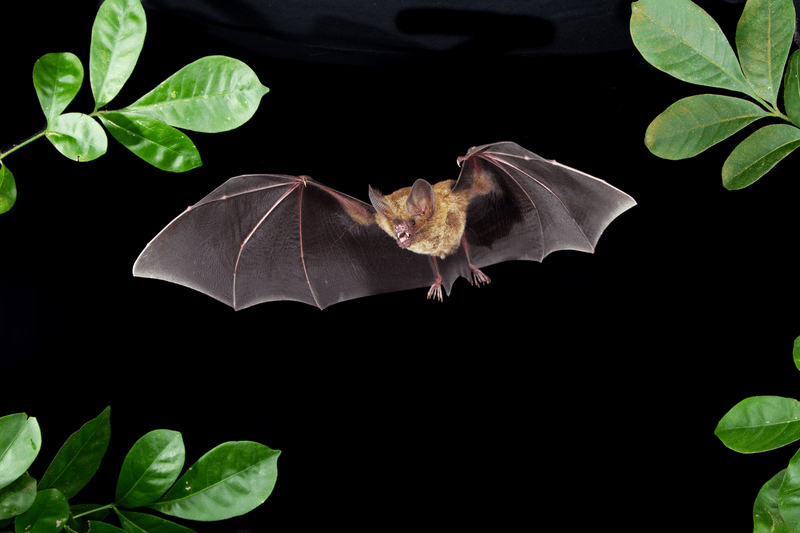 What's Your Bat Zodiac Sign? - Bat Conservation International